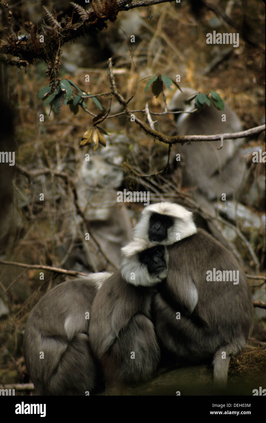 wildlife, jungle, nepal, monkey, asia, nature Stock Photo - Alamy