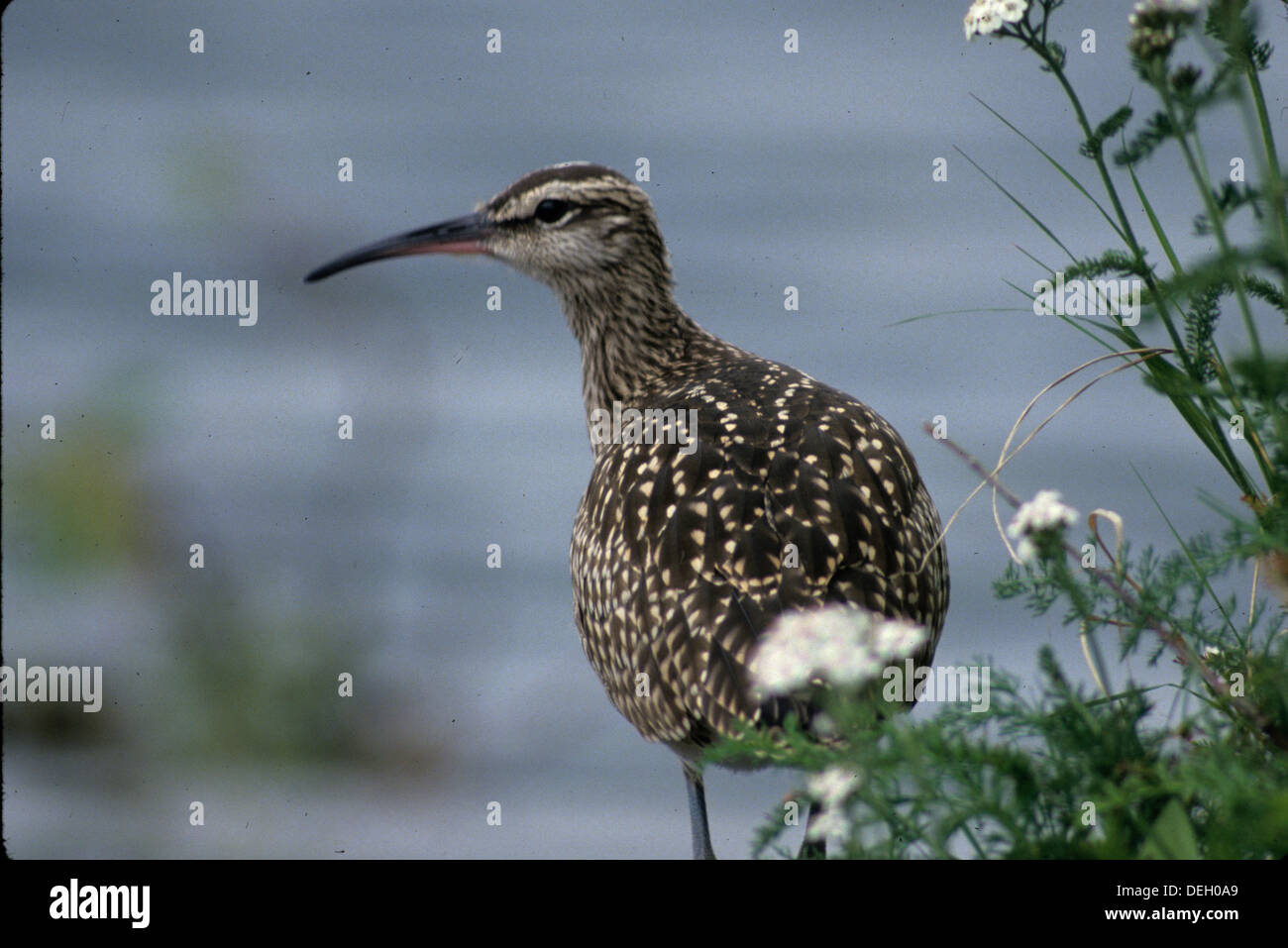 alaska, bird, wildlife, nature, wild, wilderness Stock Photo - Alamy
