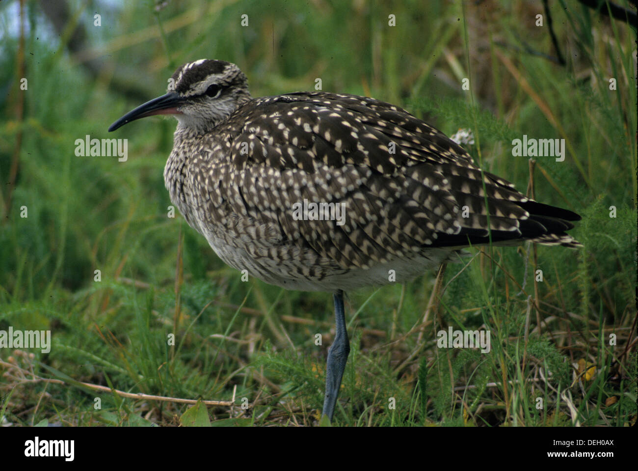 alaska, bird, wildlife, nature, wild, wilderness Stock Photo - Alamy