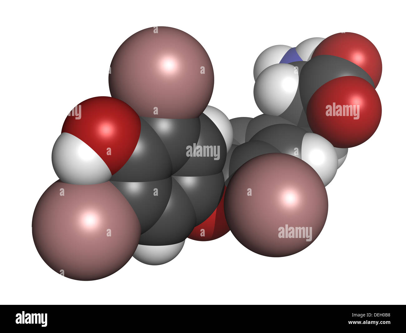 Thyroxine molecule, chemical structure. Thyroid gland hormone that ...