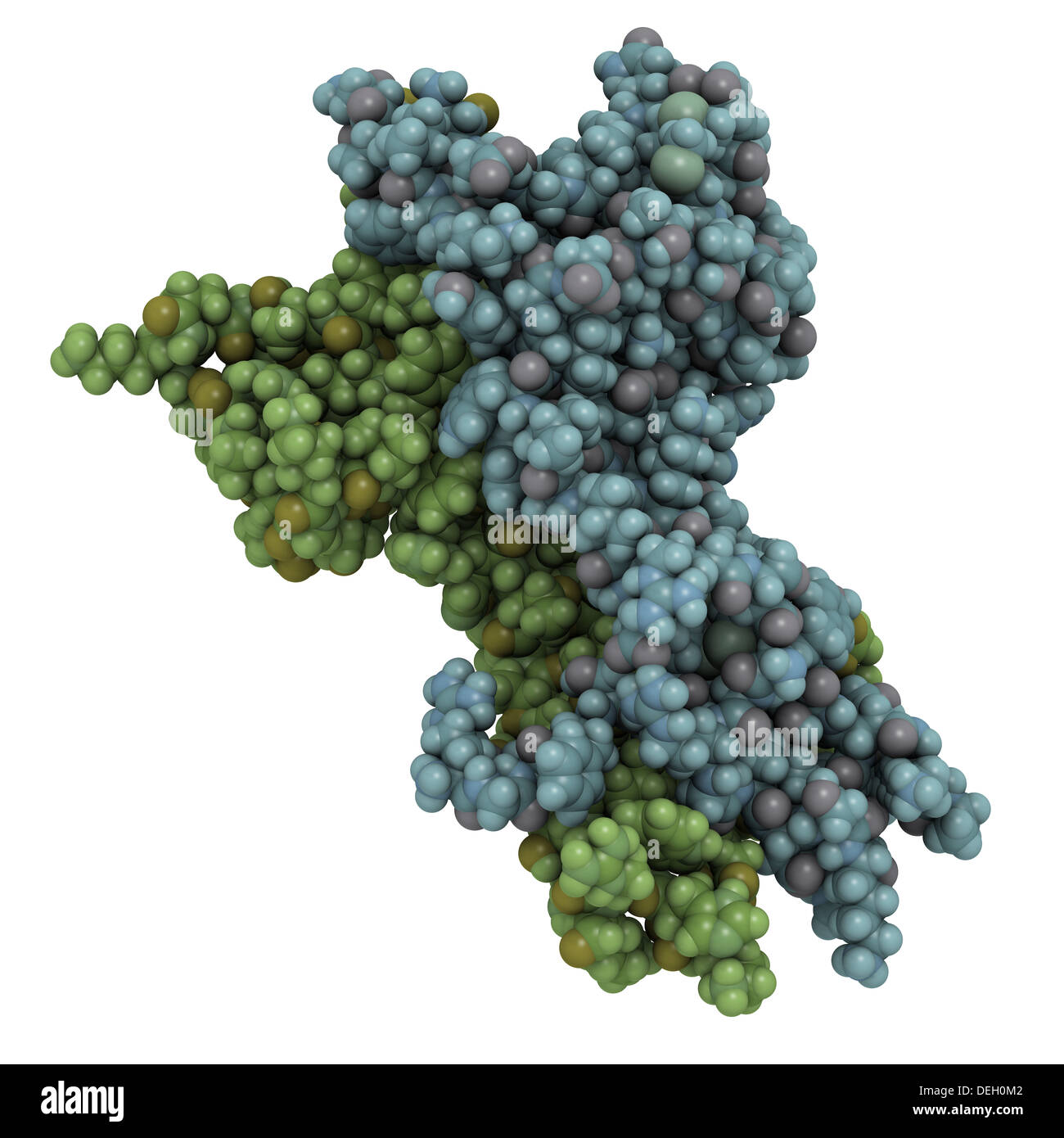 Nerve growth factor (NGF) protein molecule. Important for the growth ...