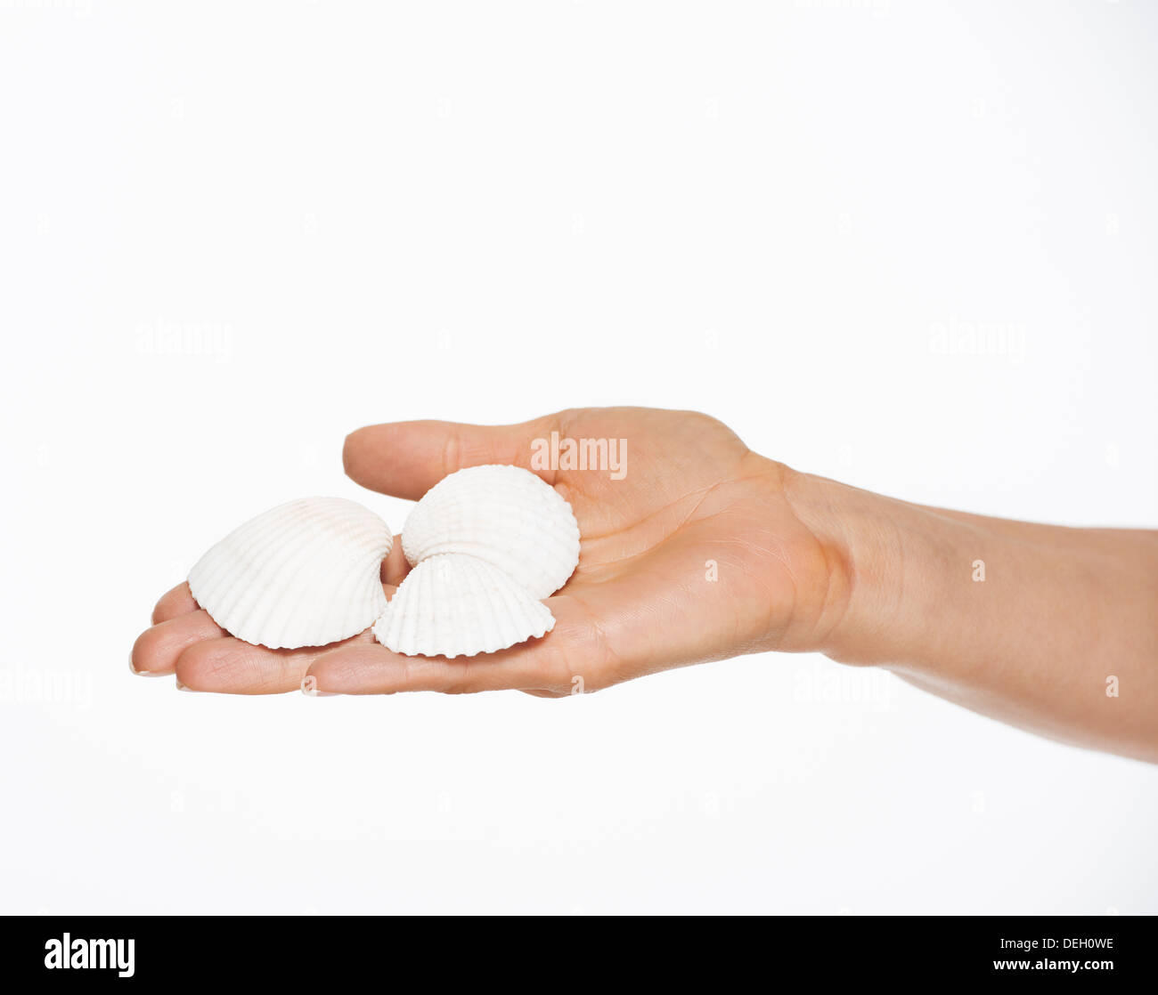 Hand holding seashells hi-res stock photography and images - Alamy