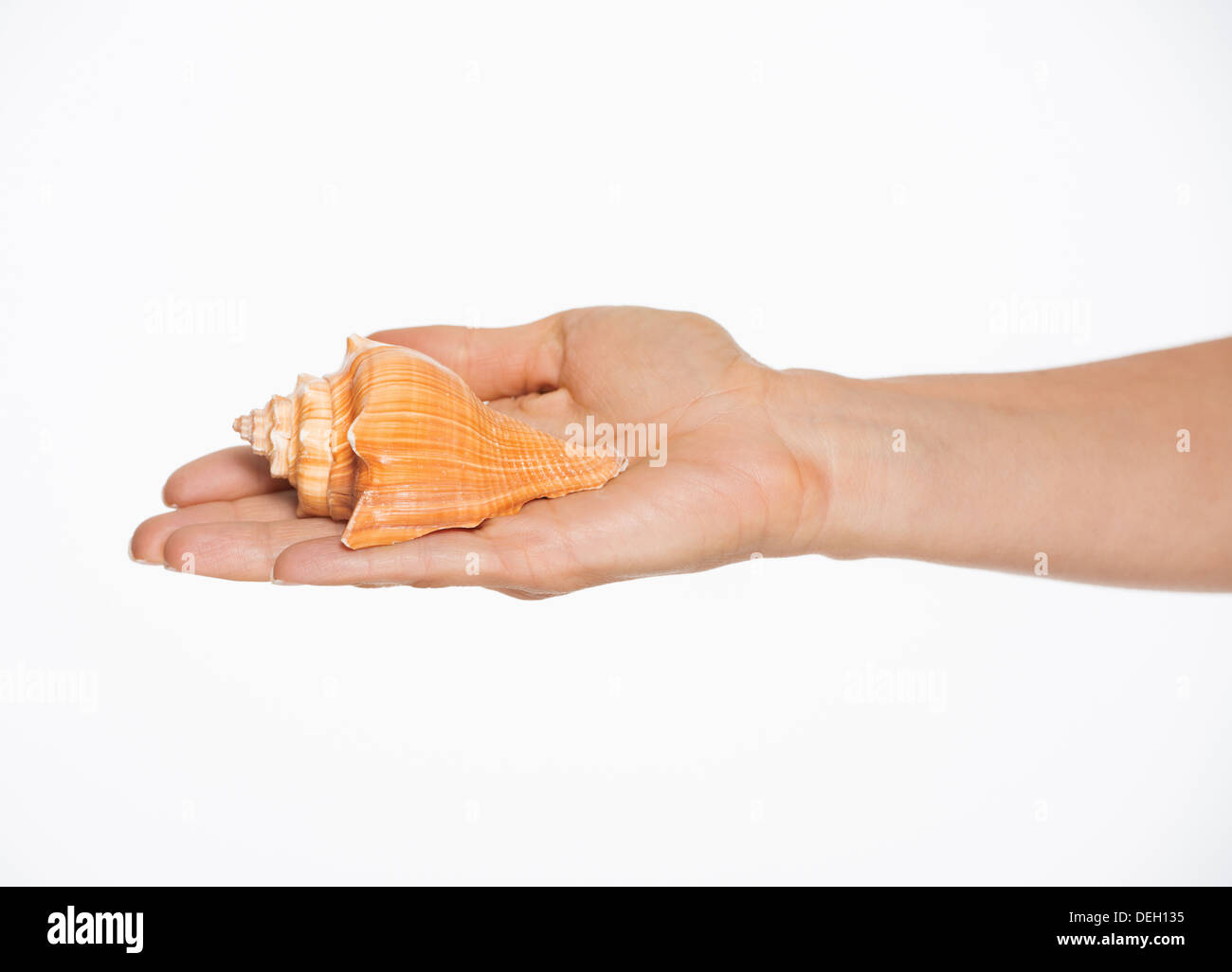 Hand holding seashells hi-res stock photography and images - Alamy