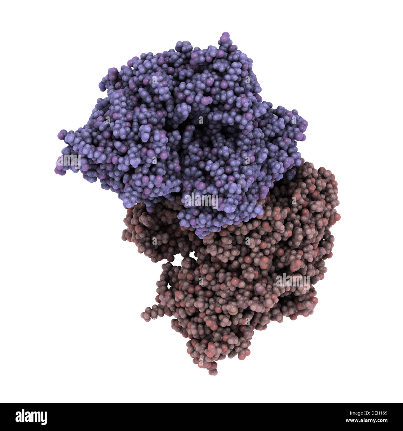 Prostate-specific membrane antigen (PSMA, Glutamate carboxypeptidase II ...