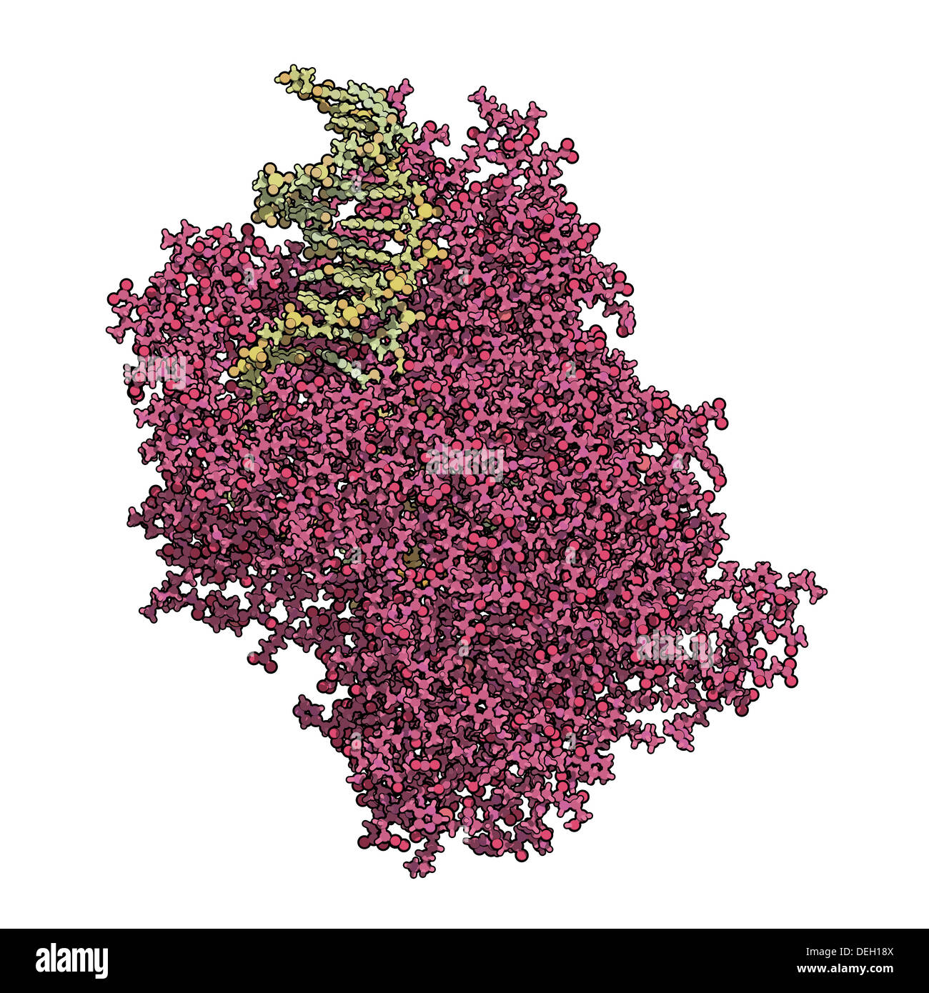 Rna dependent dna polymerase Cut Out Stock Images & Pictures - Alamy Rna dependent dna polymerase Cut Out Stock Images & Pictures - Alamy