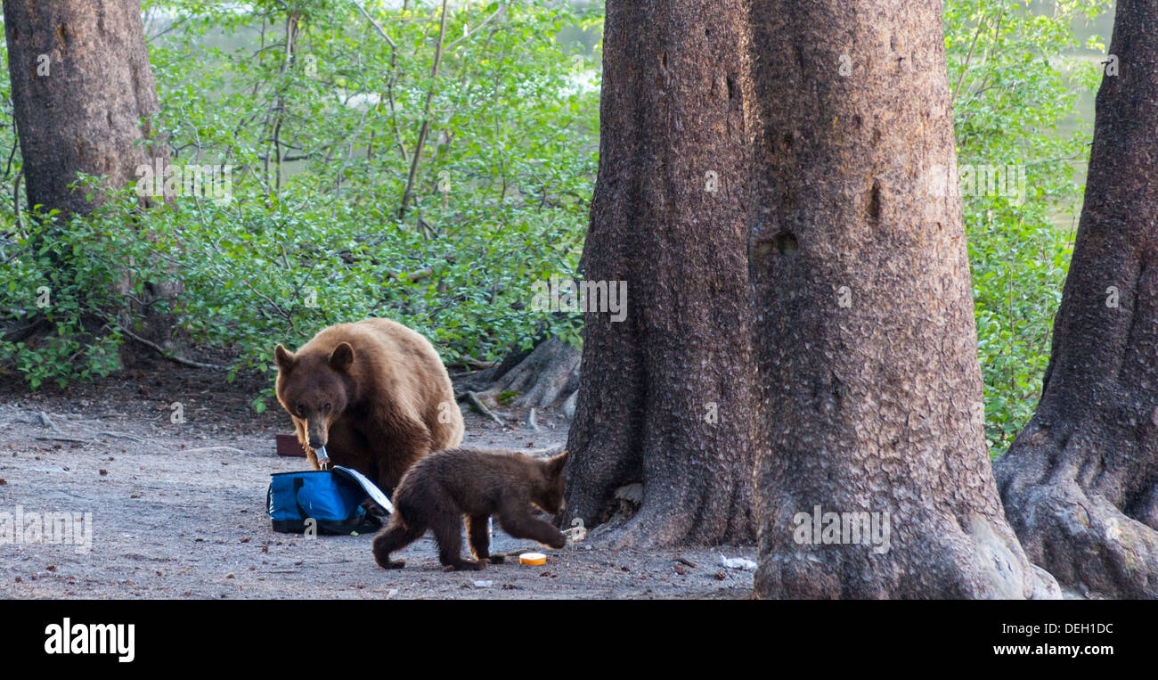 Black bear eating bait hi-res stock photography and images - Alamy