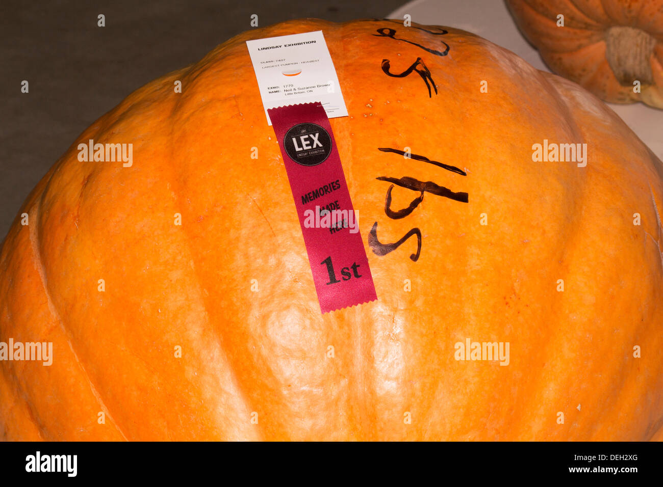 Largest heaviest pumpkin first prize at Lindsay Fair and Exhibition in ...