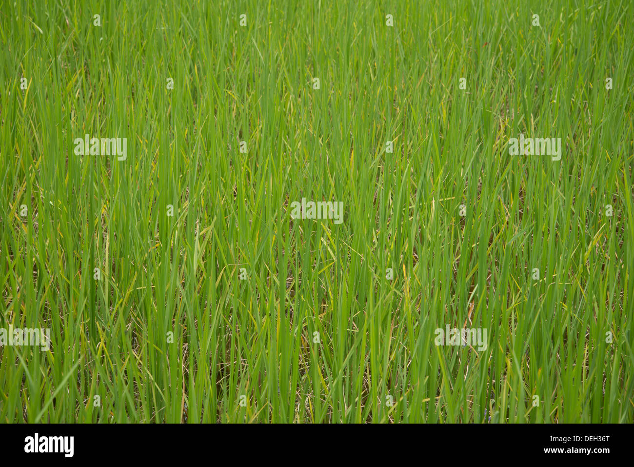 Paddy portrait hi-res stock photography and images - Alamy