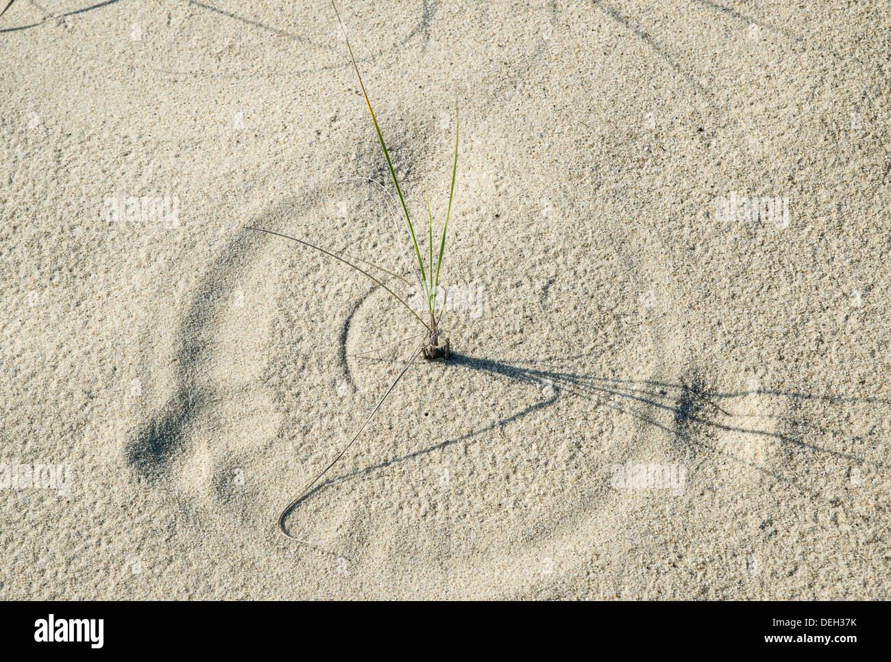 Circle sand design created by beach grass and wind Stock Photo - Alamy