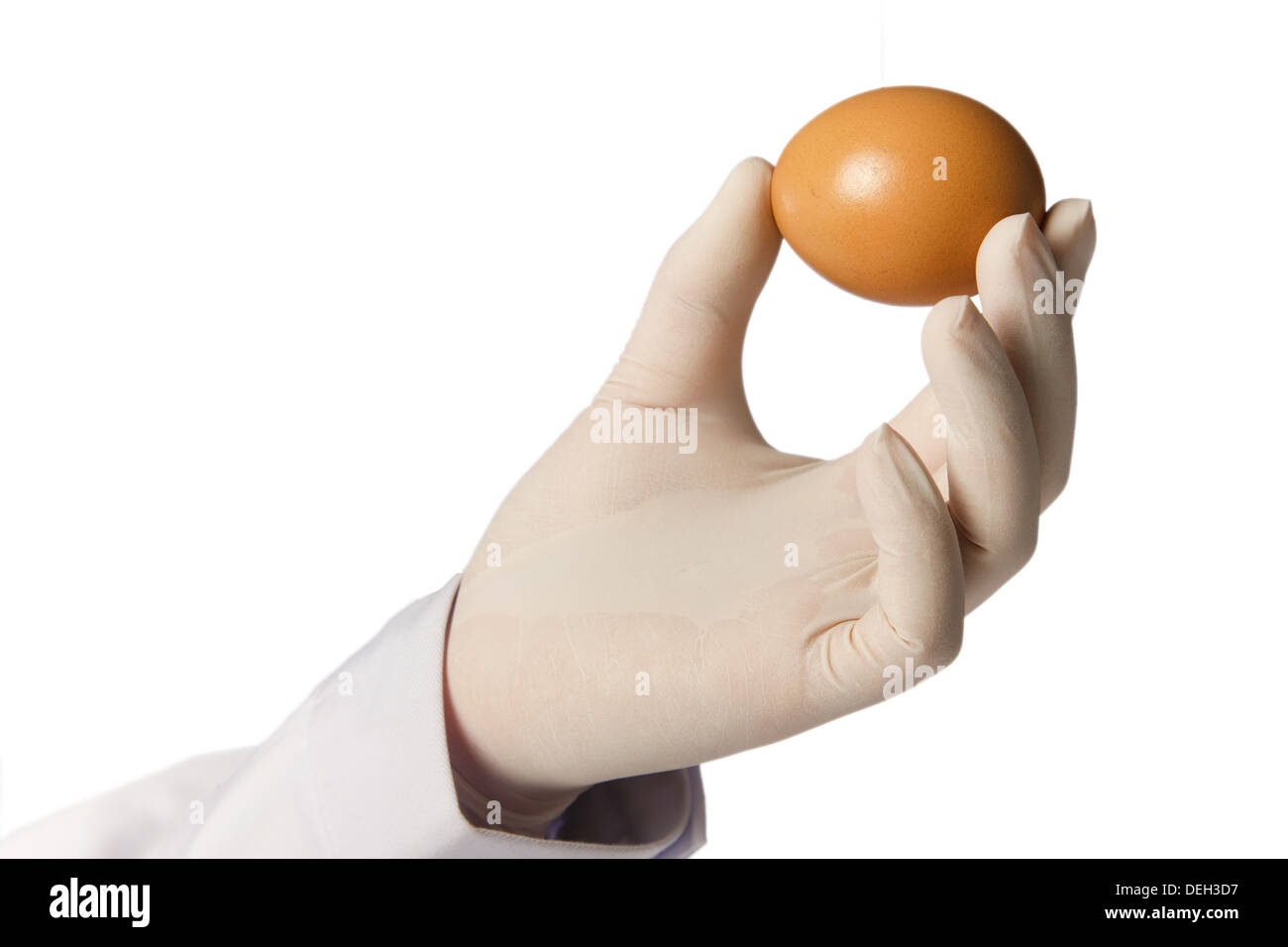 Hand holding an egg Stock Photo - Alamy