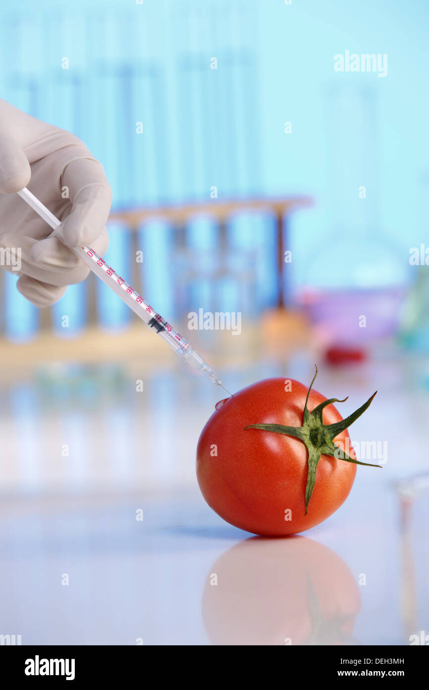 injecting tomato with injector Stock Photo - Alamy