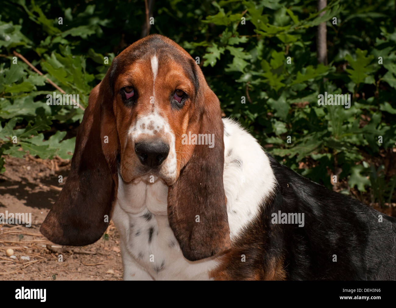 Basset hound-head shot Stock Photo - Alamy