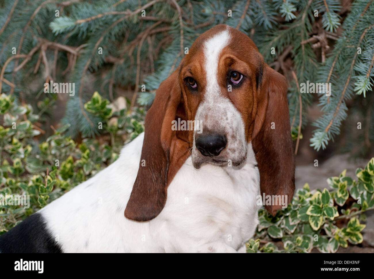 Basset hound-head shot Stock Photo - Alamy