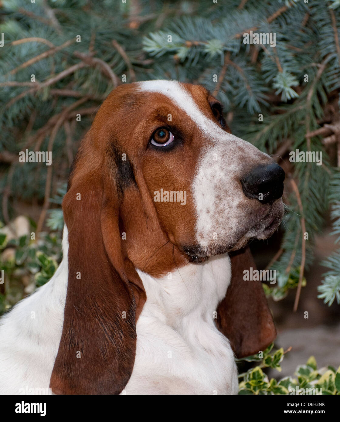 Basset hound ears hi-res stock photography and images - Alamy