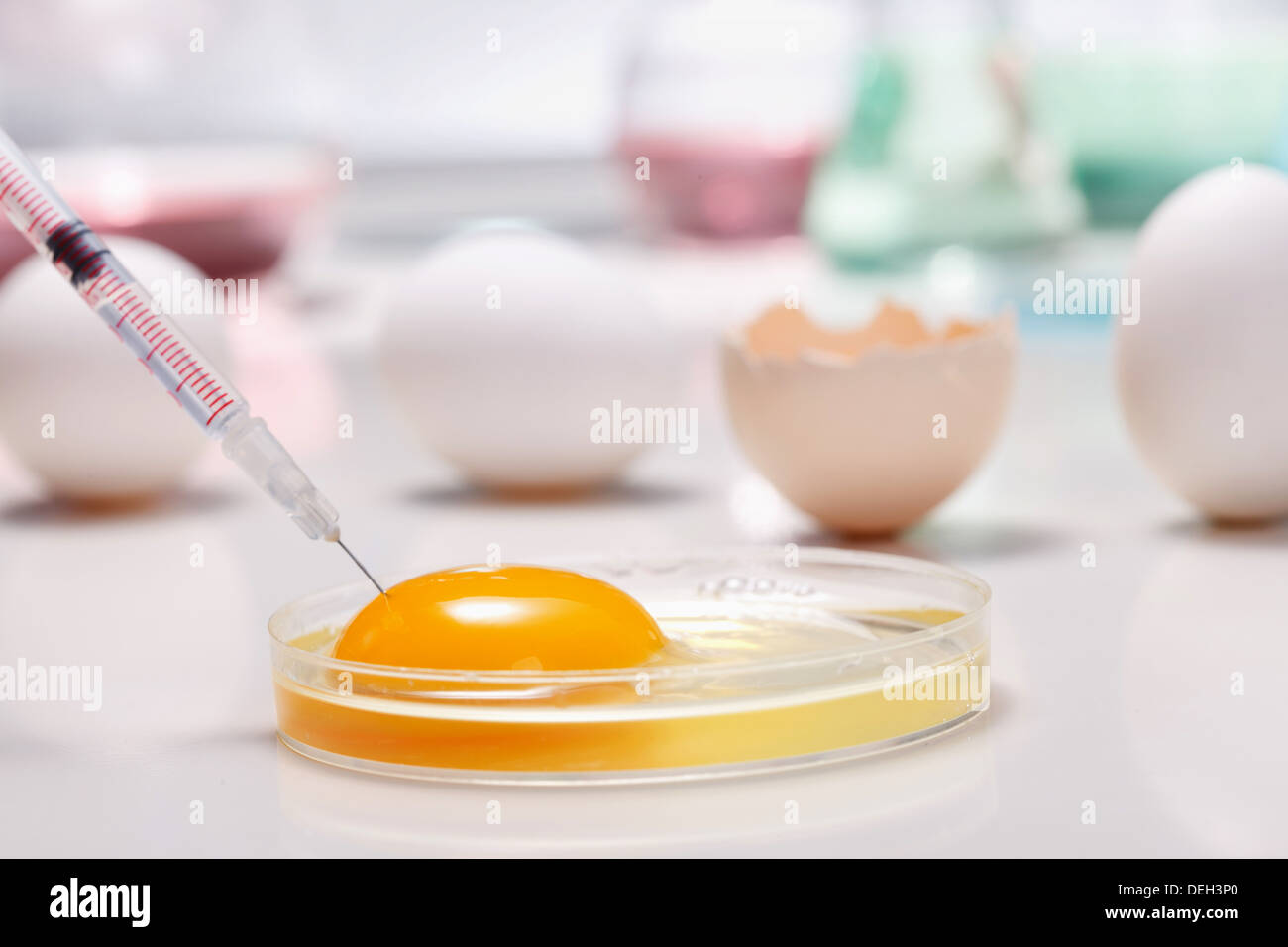 Scientist giving egg yolk an injection by syringe Stock Photo - Alamy