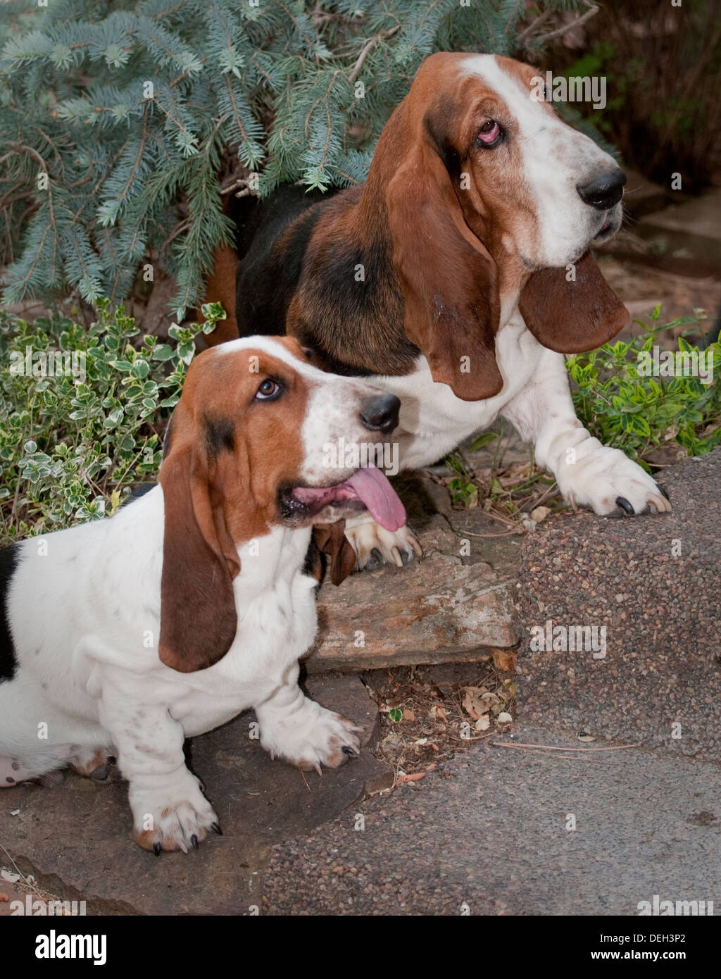 Basset hounds sitting together Stock Photo - Alamy
