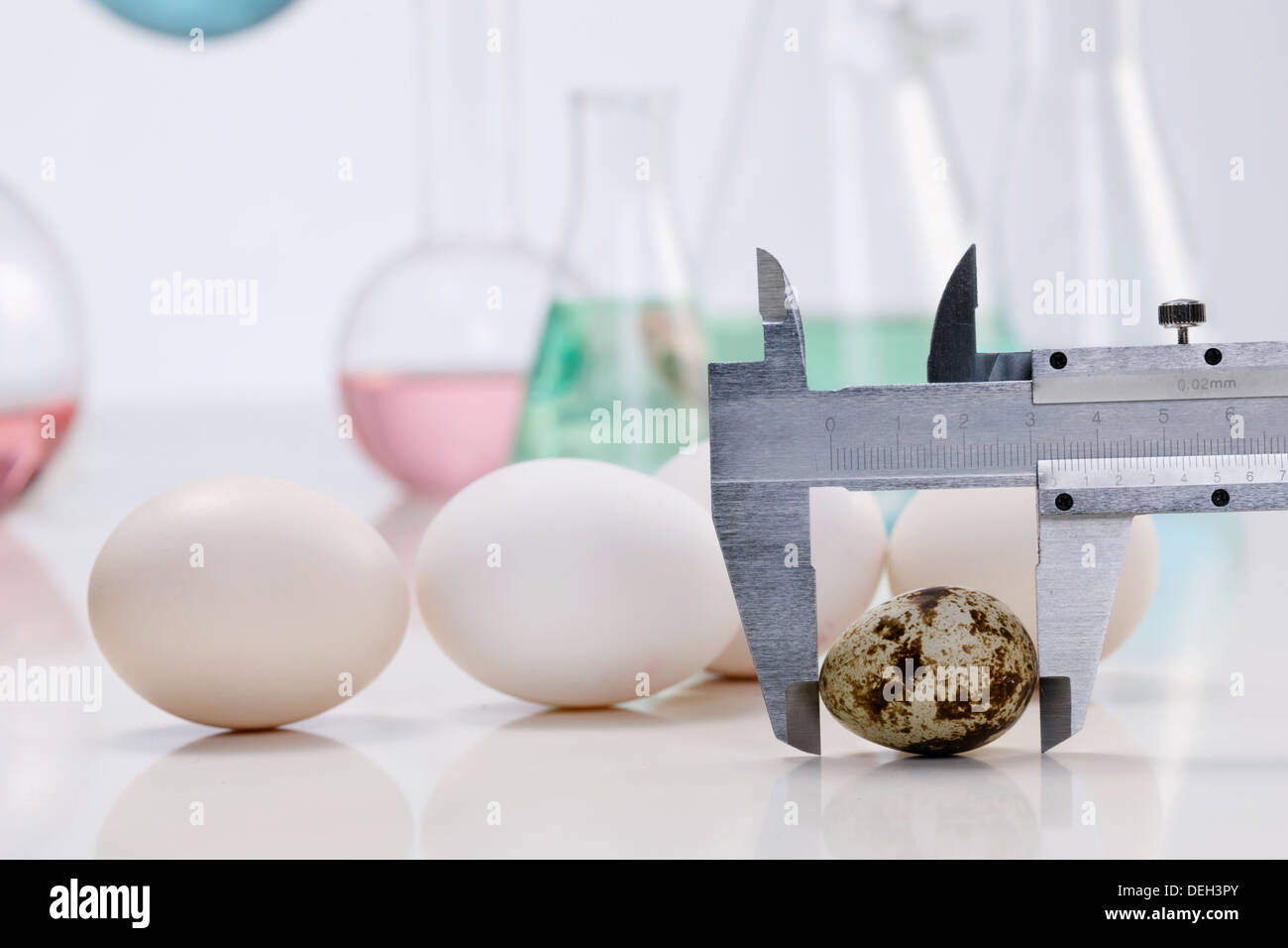 Measuring quail egg Stock Photo - Alamy