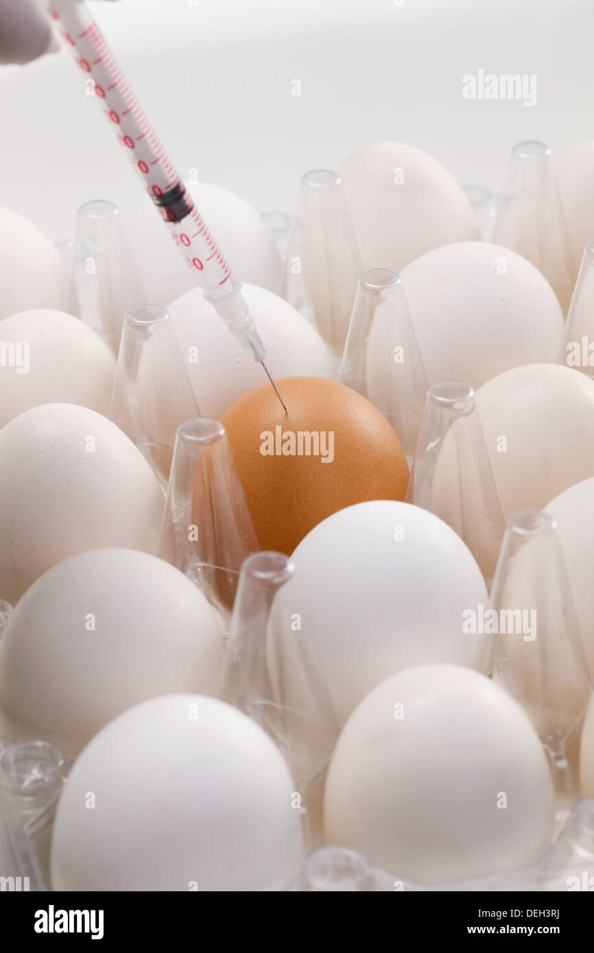 Injecting egg with injector Stock Photo - Alamy