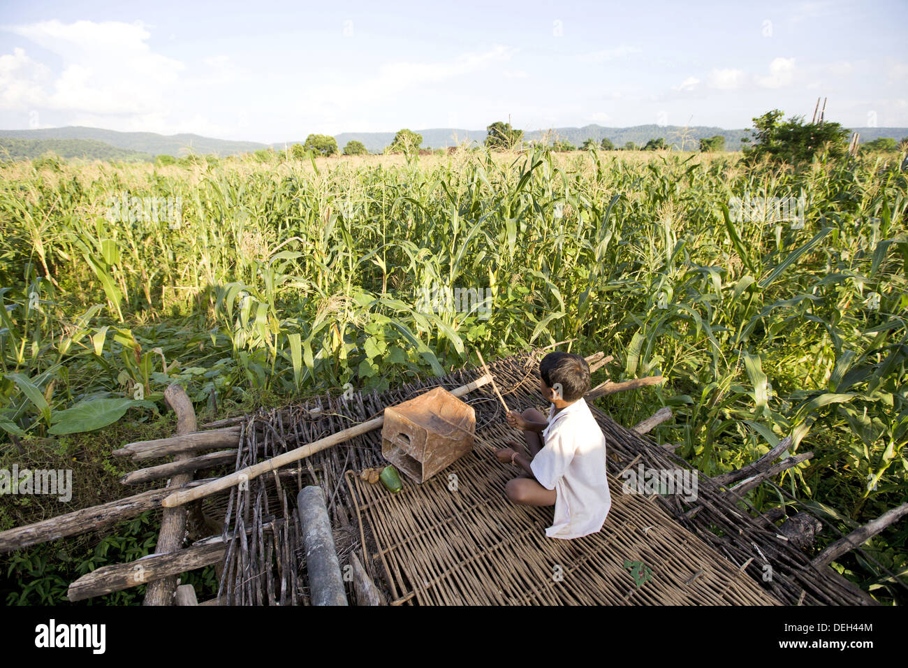 Child scaring birds from field, Baiga Tribe, Madhya Pradesh, Chada near ...