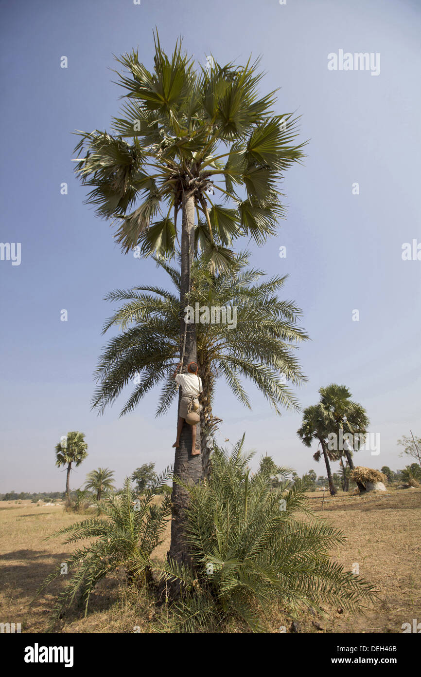 Toddy Palm High Resolution Stock Photography and Images - Alamy