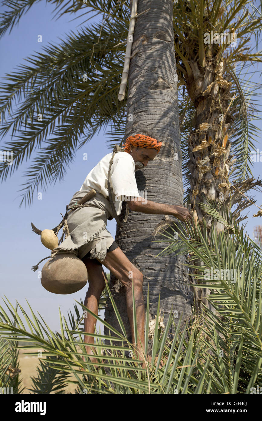 Man climbing palm tree for toddy, Bhil tribe, Madhya Pradesh, Chada ...