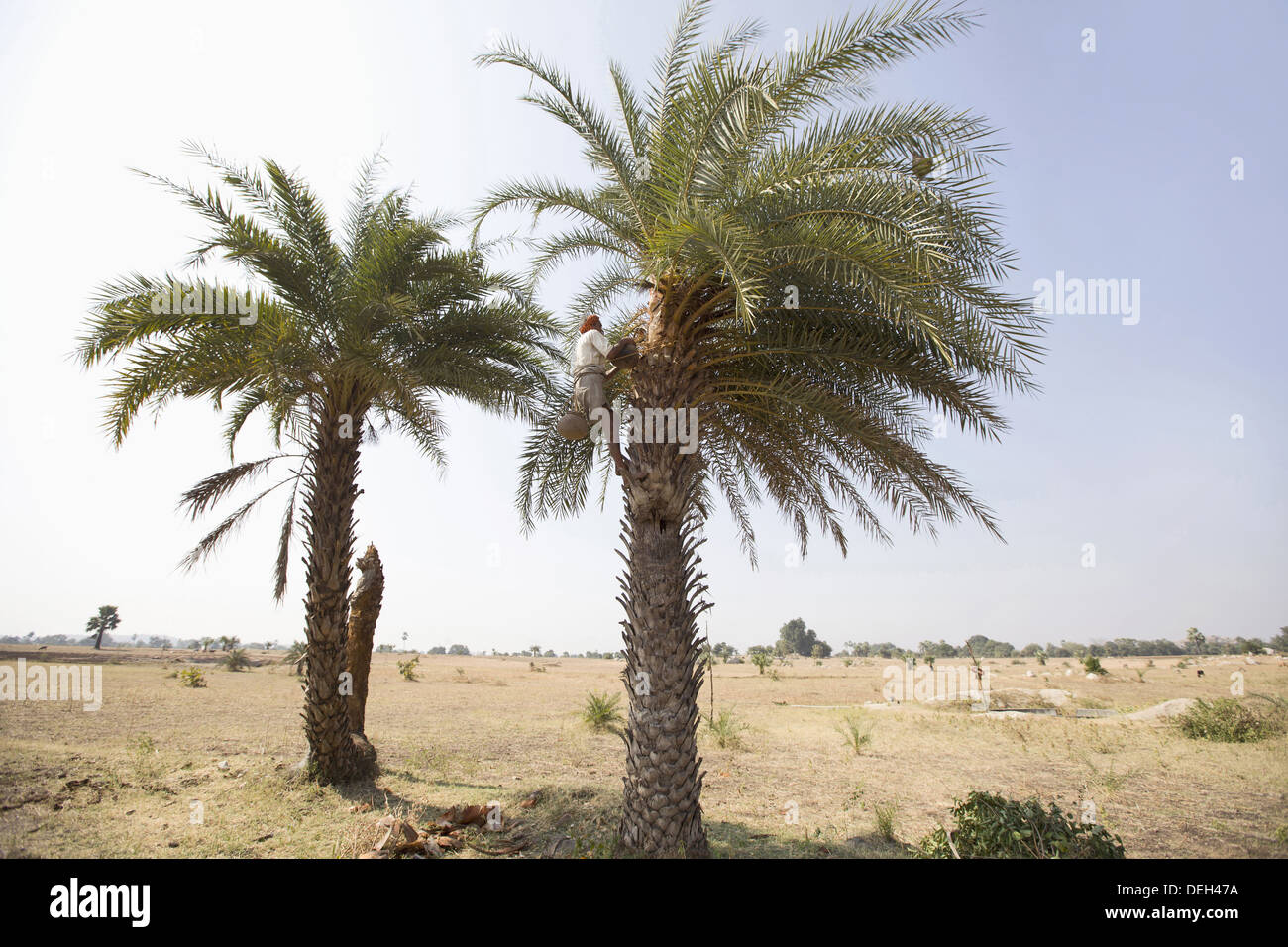 Toddy Palm High Resolution Stock Photography and Images - Alamy