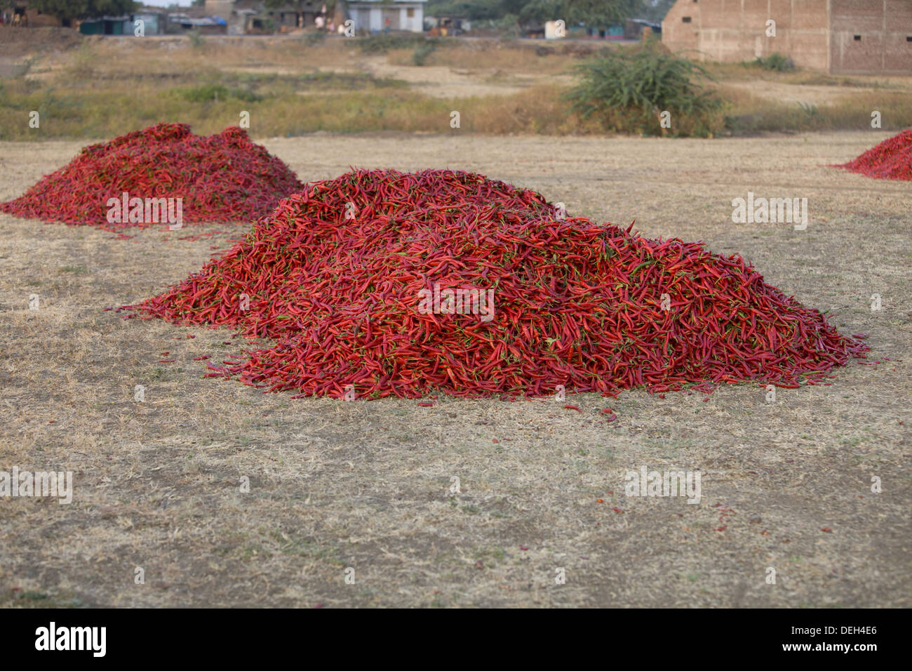 Drying red chillies hi-res stock photography and images - Alamy