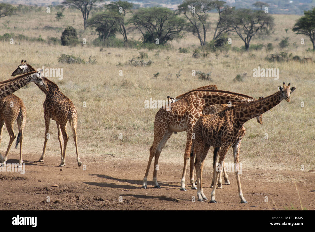 A group of Giraffes Stock Photo - Alamy