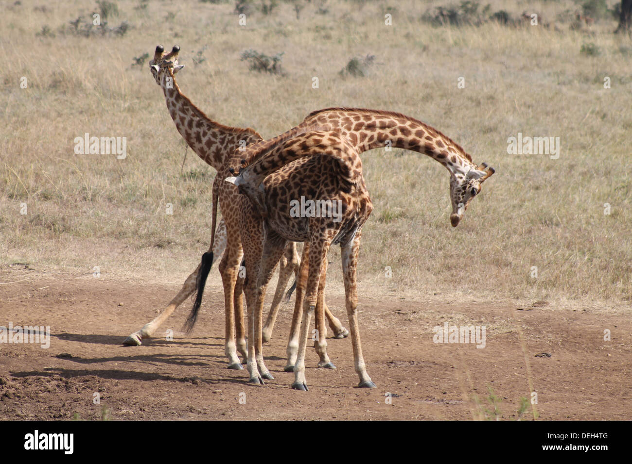 A group of Giraffes Stock Photo - Alamy