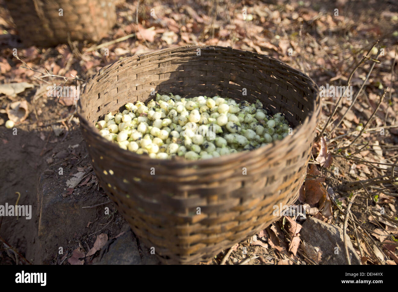 Flowers of mahua as food hi-res stock photography and images - Alamy