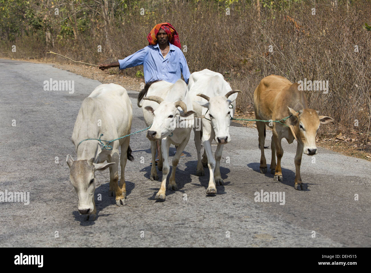 Indian farmer with cows hi-res stock photography and images - Alamy