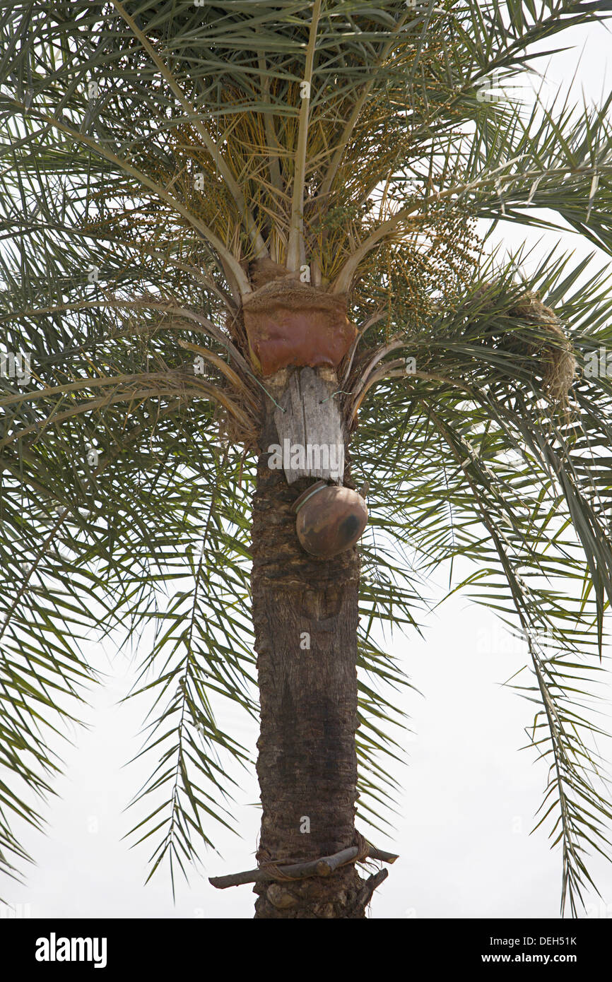 Toddy palm tree, Orissa, India Stock Photo - Alamy