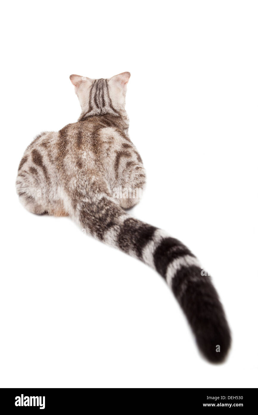 rear view of cat with long tail Stock Photo - Alamy