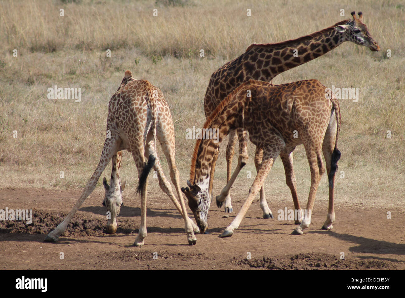 A group of Giraffes Stock Photo - Alamy
