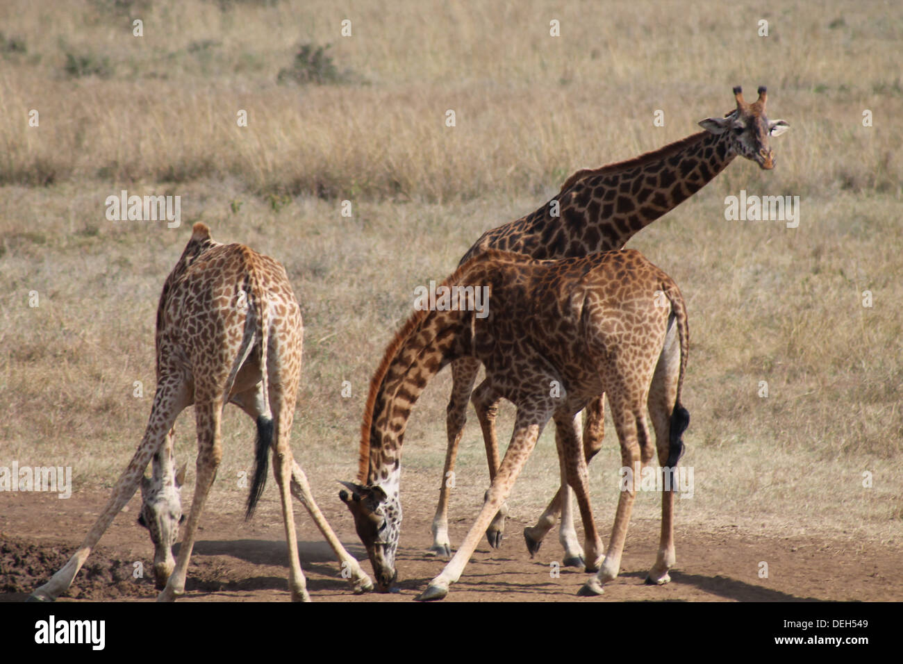 A group of Giraffes Stock Photo - Alamy