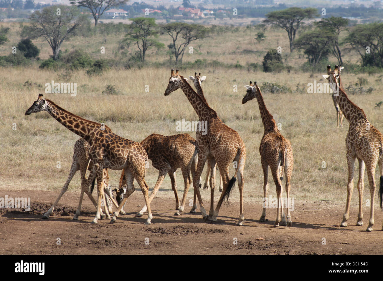 A group of Giraffes Stock Photo - Alamy
