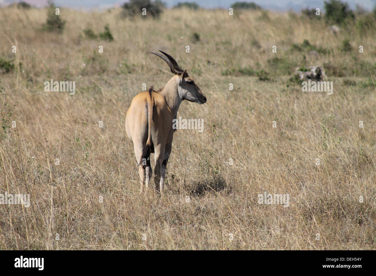Eland Antelope Stock Photos & Eland Antelope Stock Images - Alamy