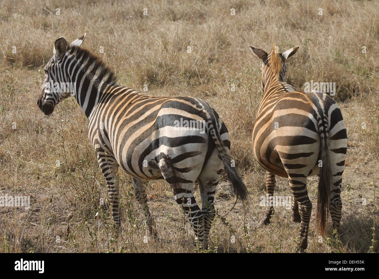 A group of Zebras Stock Photo - Alamy