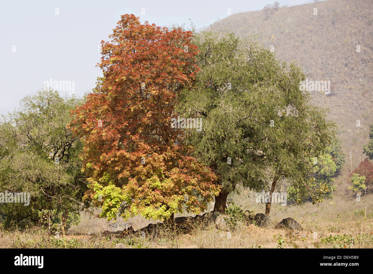 Colourful trees, Orissa, India Stock Photo - Alamy