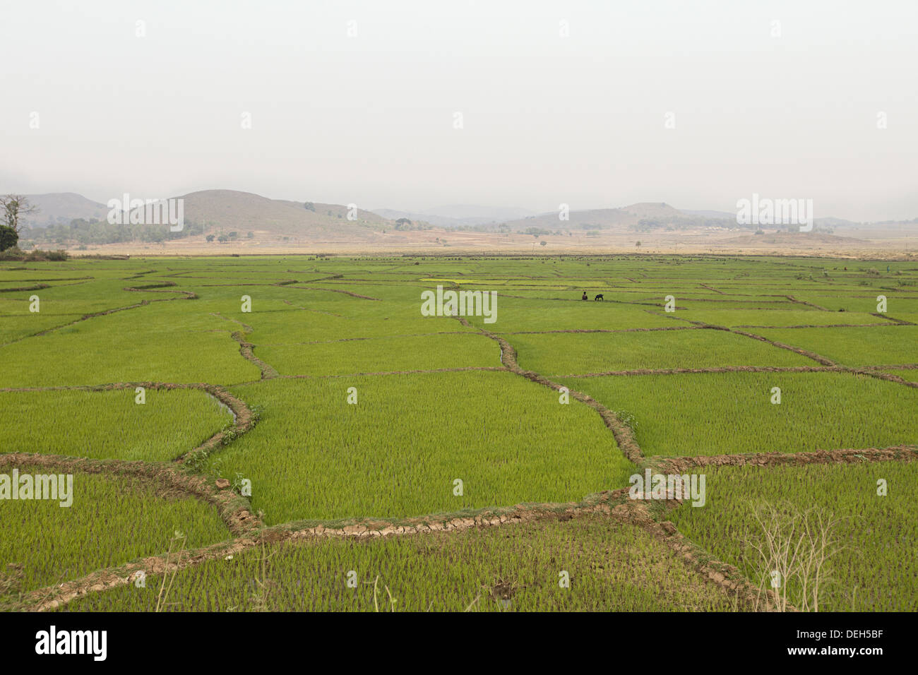 Green rice fields, Orissa, India Stock Photo - Alamy