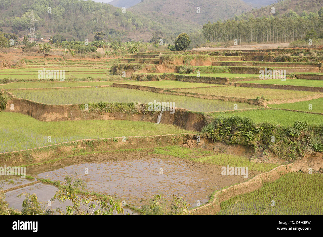 Terraced rice fields, Orissa, India Stock Photo - Alamy