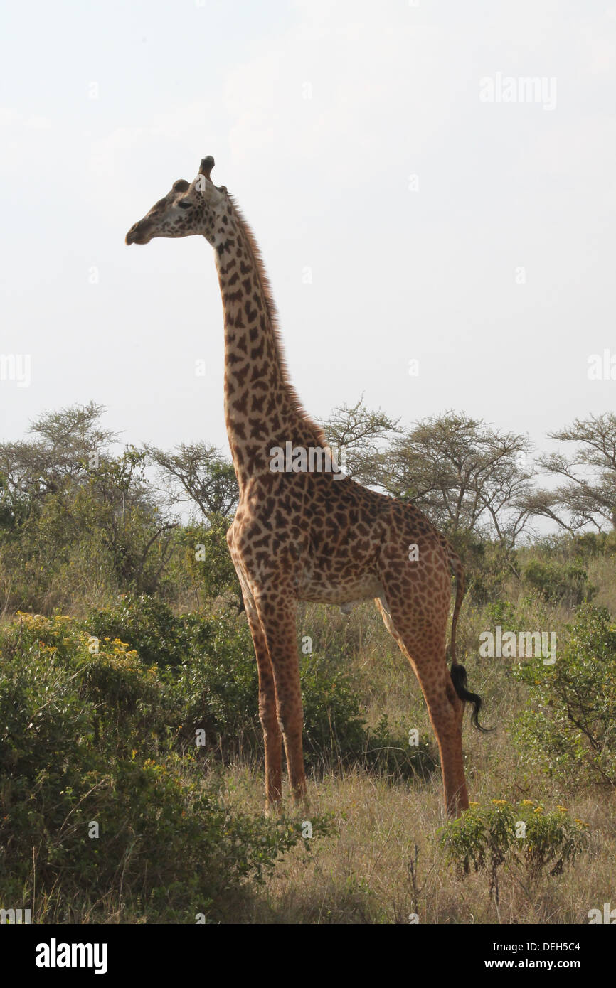 One Giraffe in the wild Africa Stock Photo - Alamy