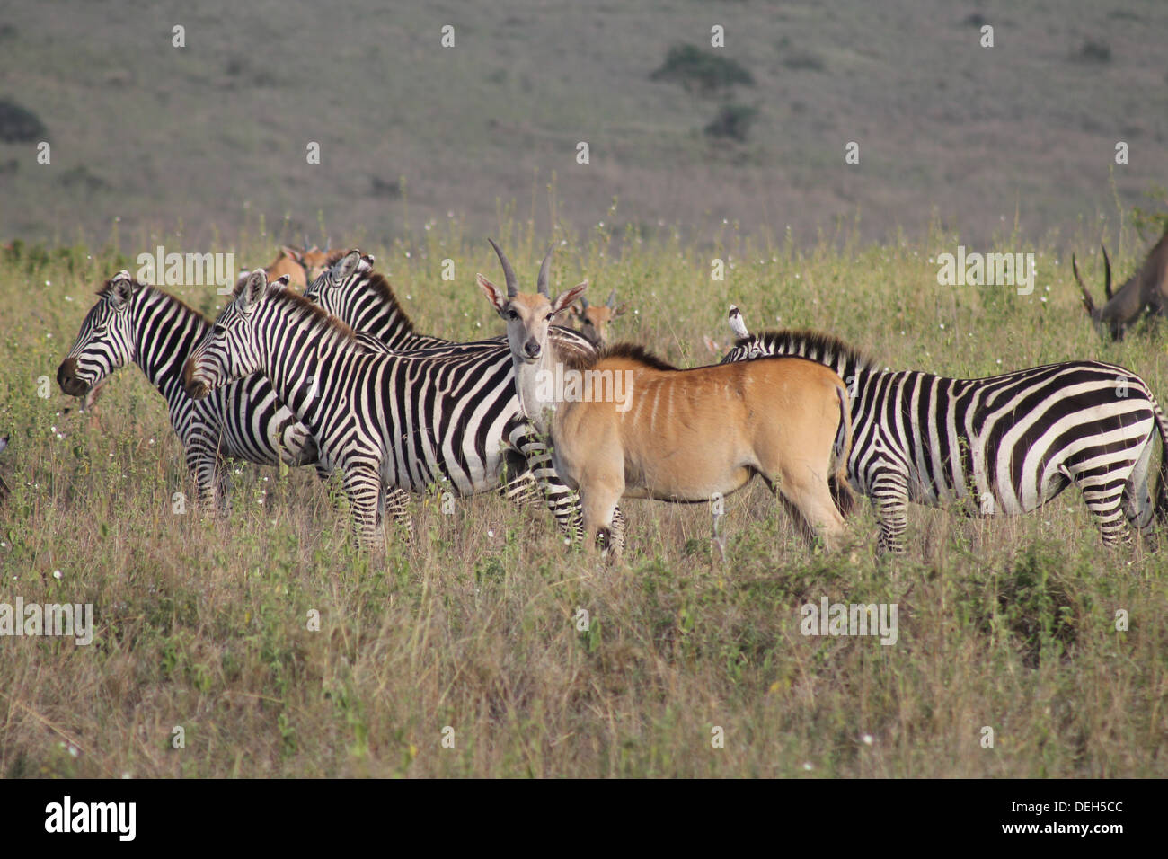 Half Zebra Half Antelope