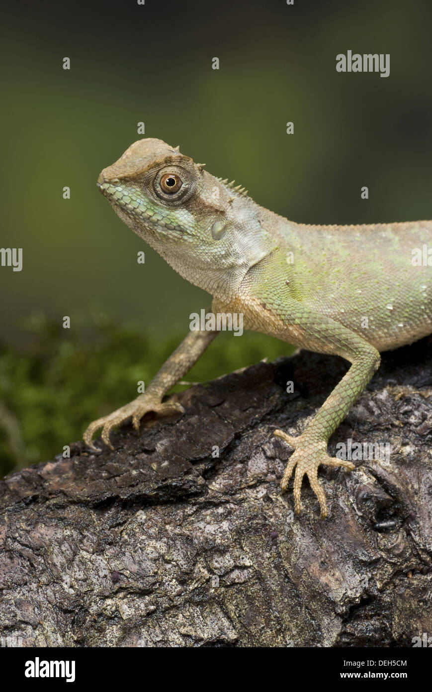 Spiny Lizard Stock Photos & Spiny Lizard Stock Images - Alamy
