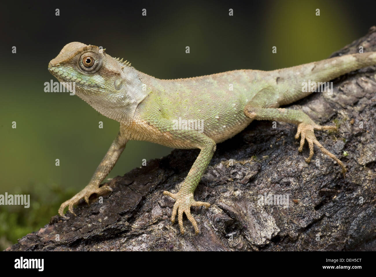 dwarf spiny lizard, acanthosaura lepidogaster Stock Photo - Alamy