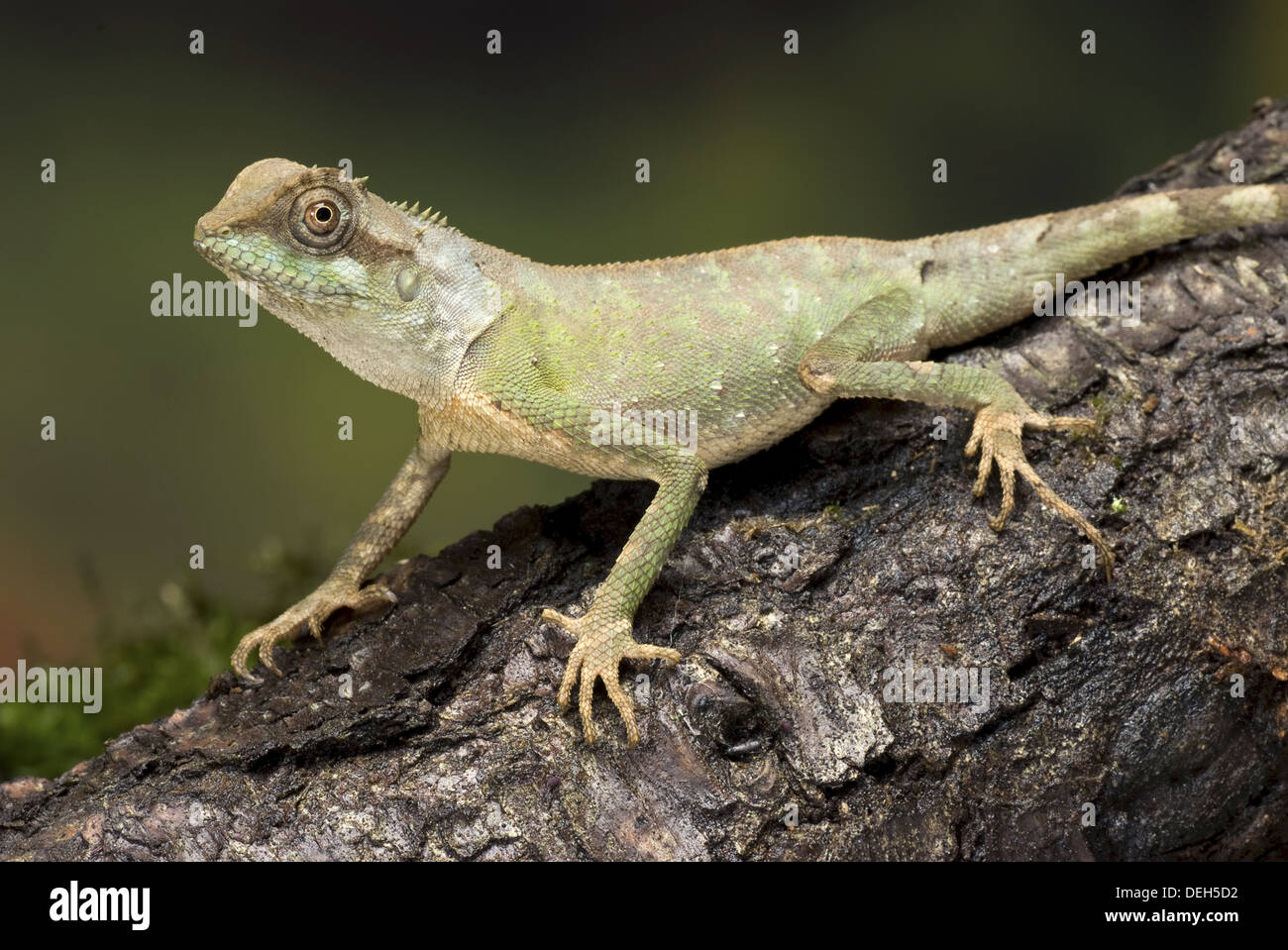Spiny Lizard High Resolution Stock Photography and Images - Alamy