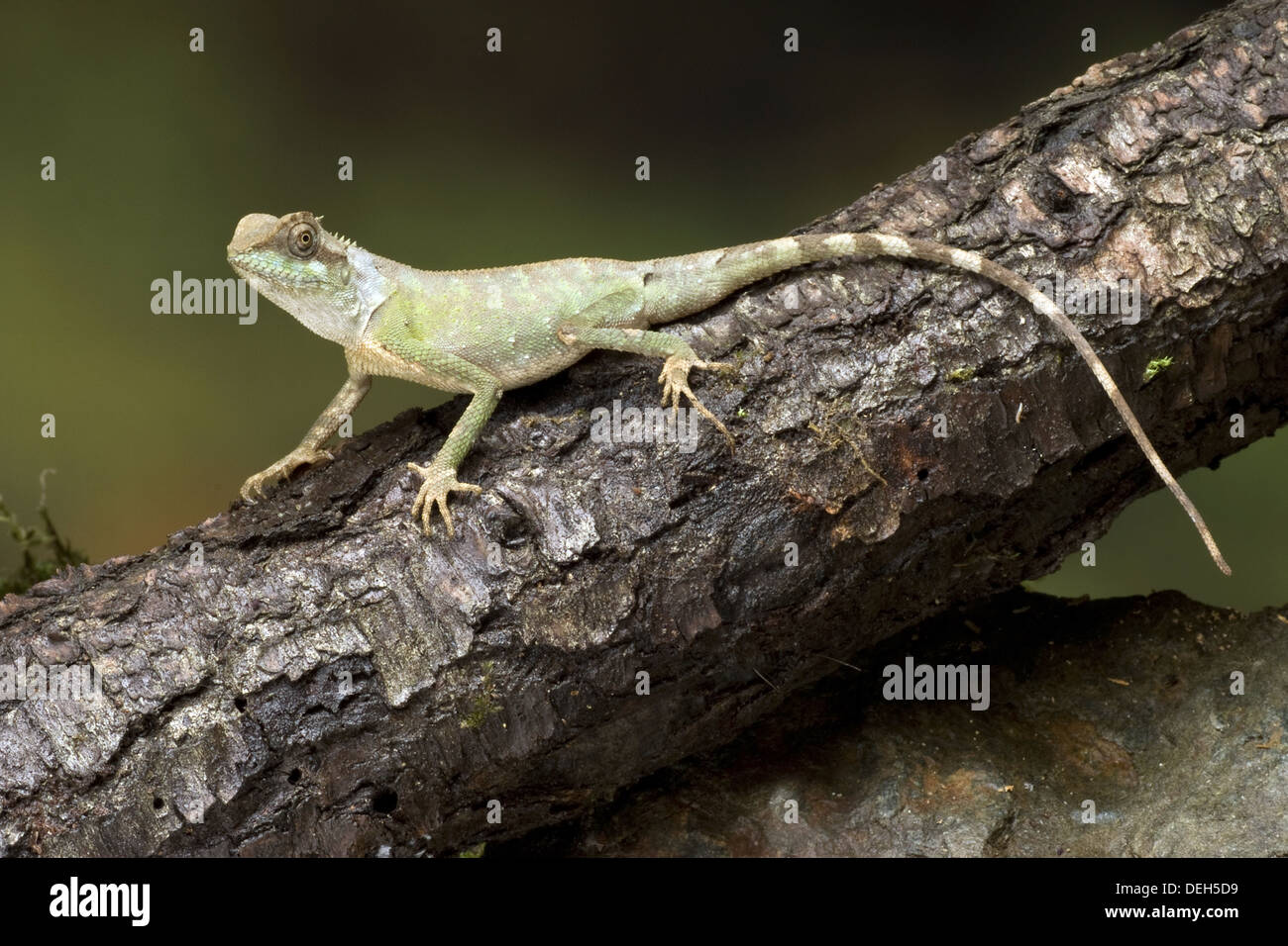 Spiny Lizard Stock Photos & Spiny Lizard Stock Images - Alamy