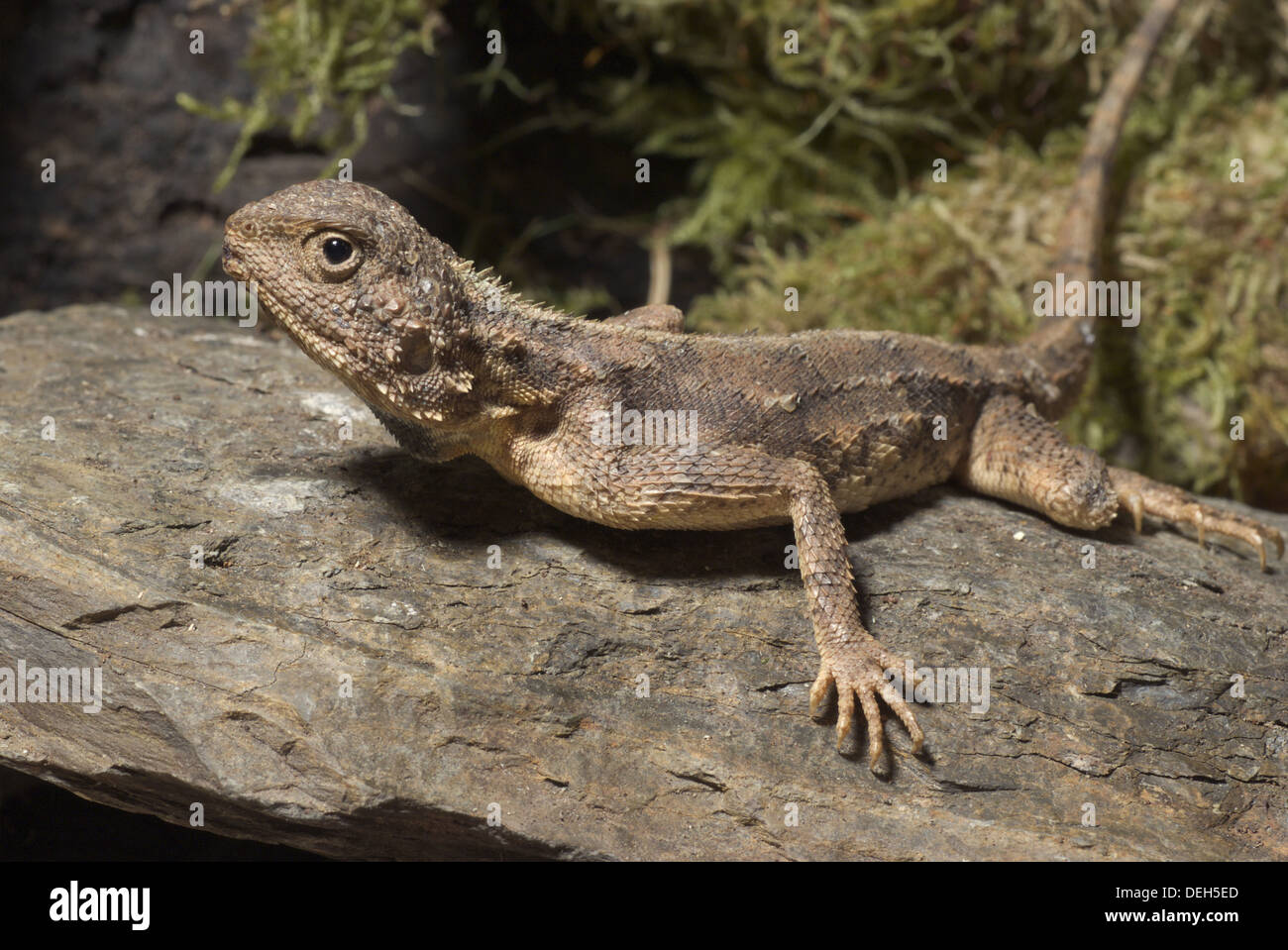 Agama High Resolution Stock Photography and Images - Alamy