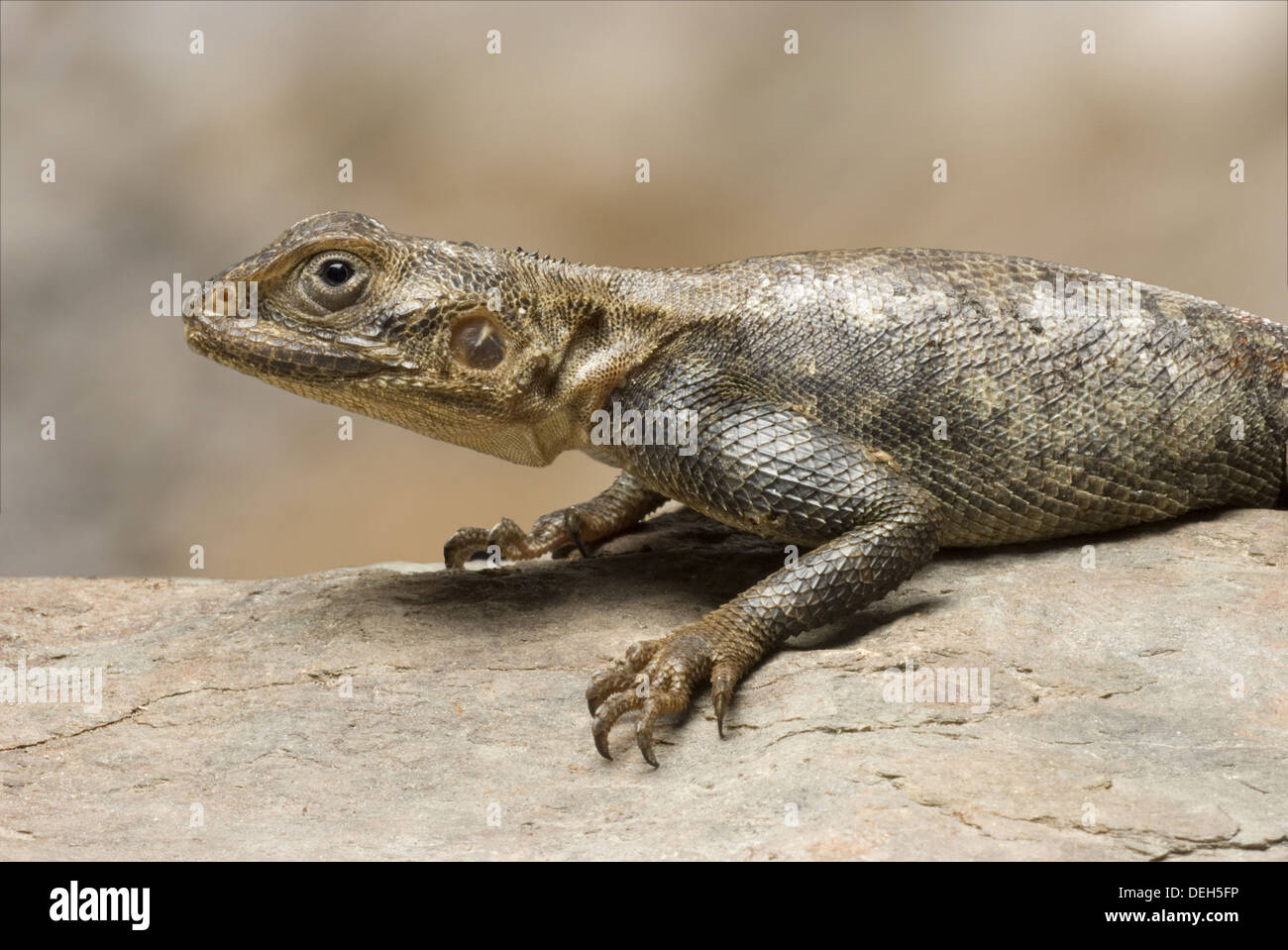 common agama, agama agama Stock Photo - Alamy