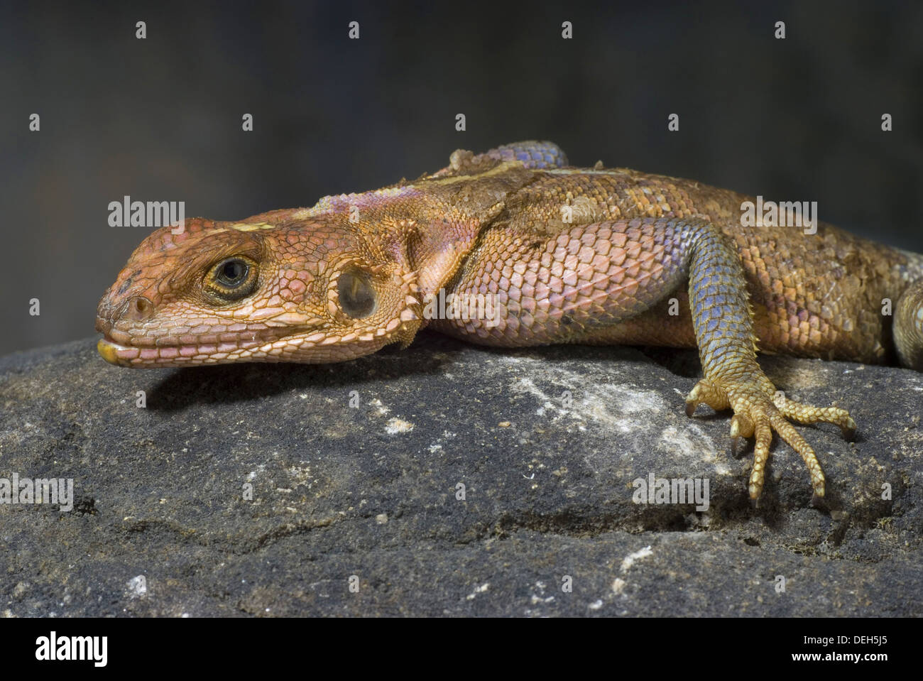 Mwanza agama lizard hi-res stock photography and images - Alamy